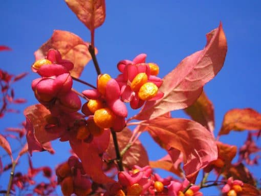 Spindle Or Spindleberry (Euonymus europaeus) - Glebe Farm Hedging