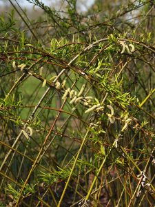 Willow, Osier (Salix viminalis) - Glebe Farm Hedging